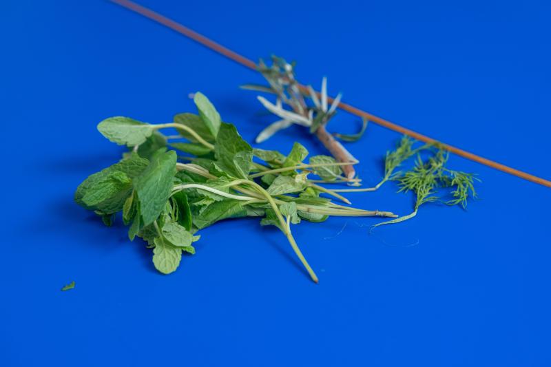 Lesson 1 • Using senses to observe | Primary Connections